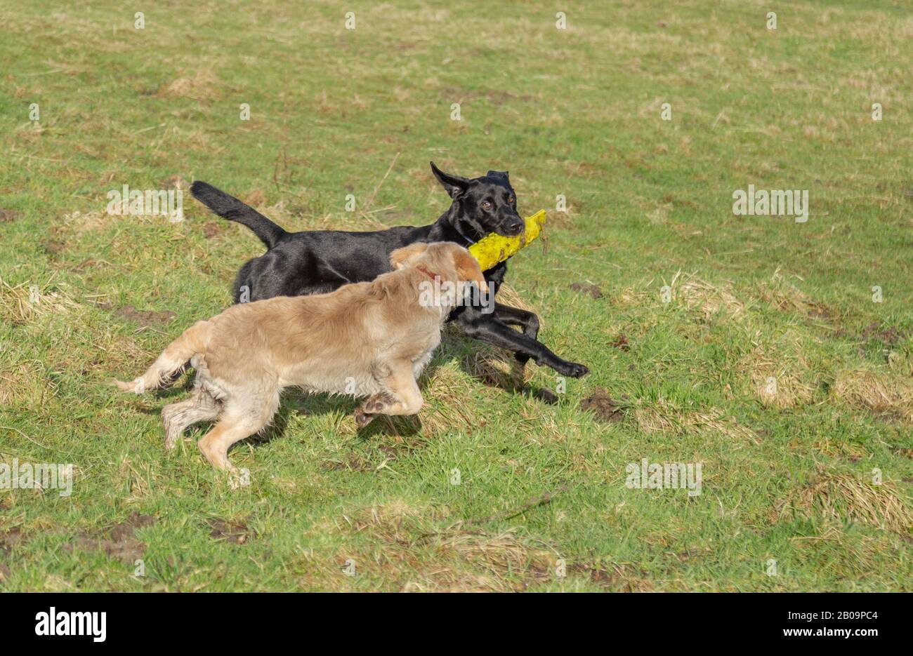 Golden retriever labrador dogs playing hi-res stock photography and ...