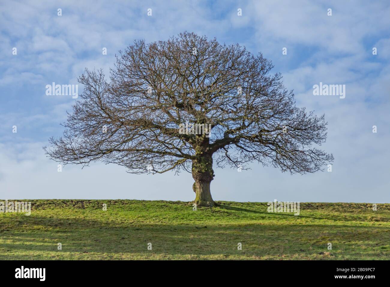 An English Oak Tree in winter. (UK Stock Photo - Alamy