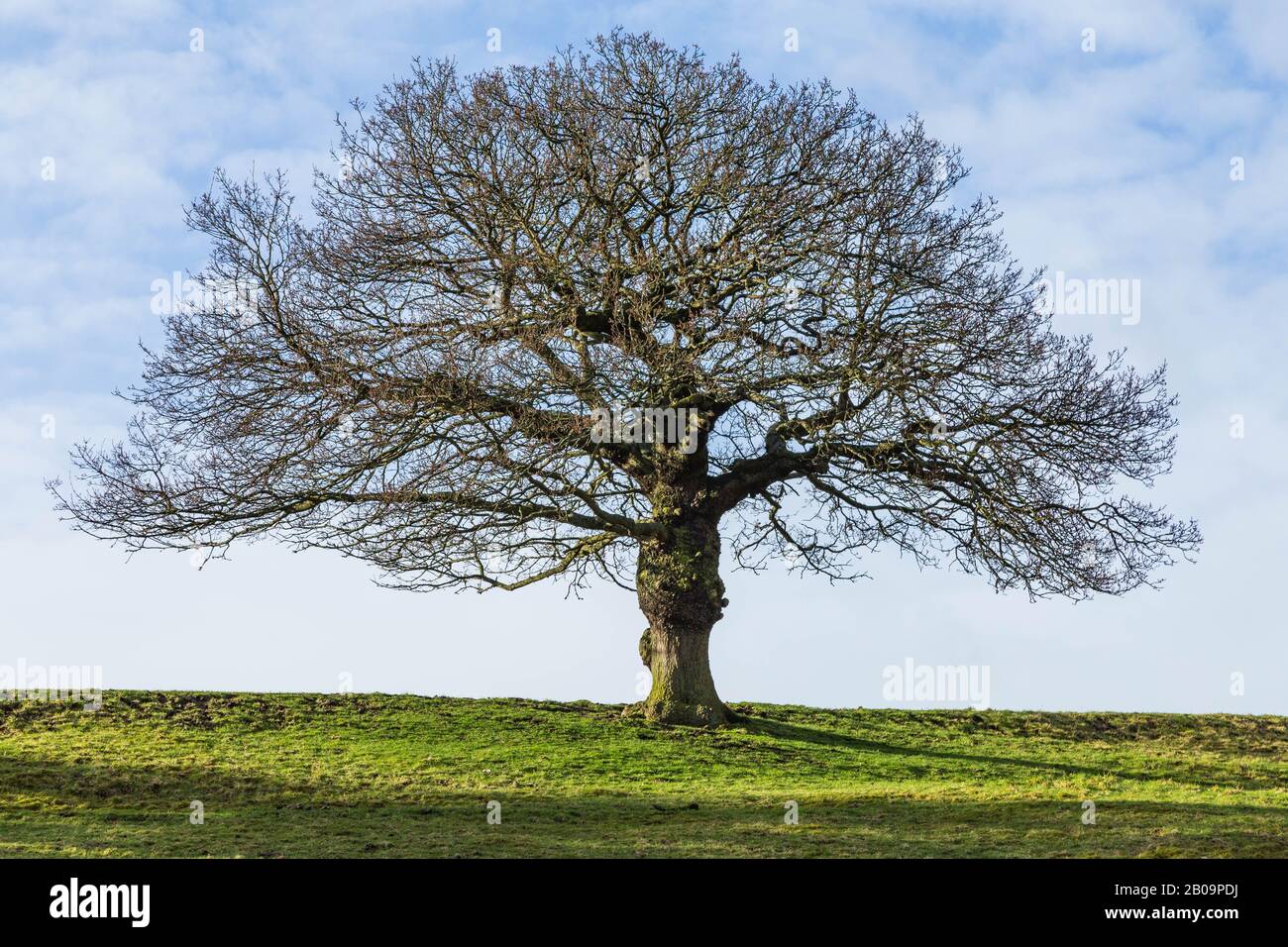 An English Oak Tree in winter. (UK Stock Photo - Alamy