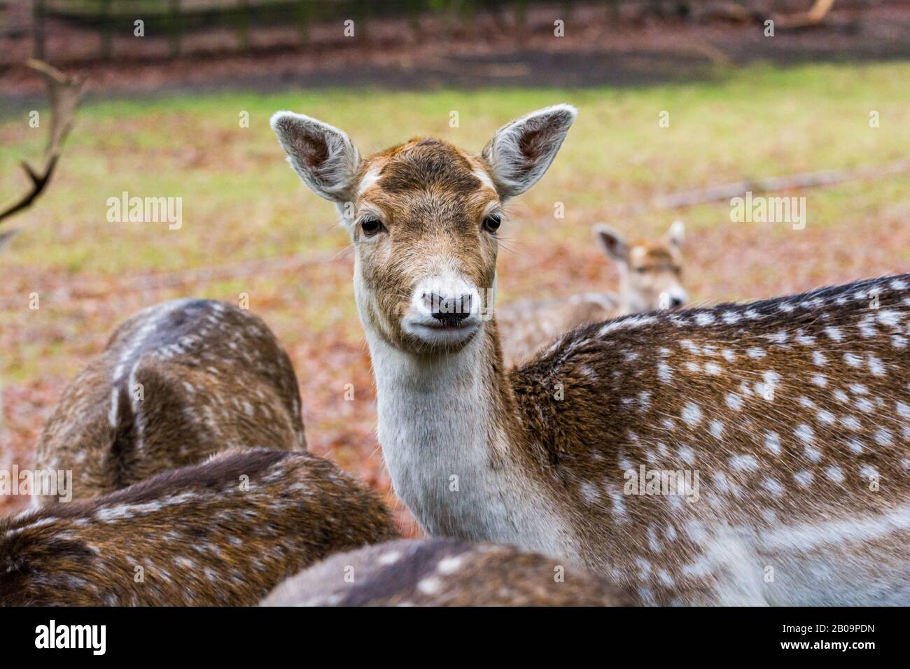 Wildlife of the netherlands hi-res stock photography and images - Alamy