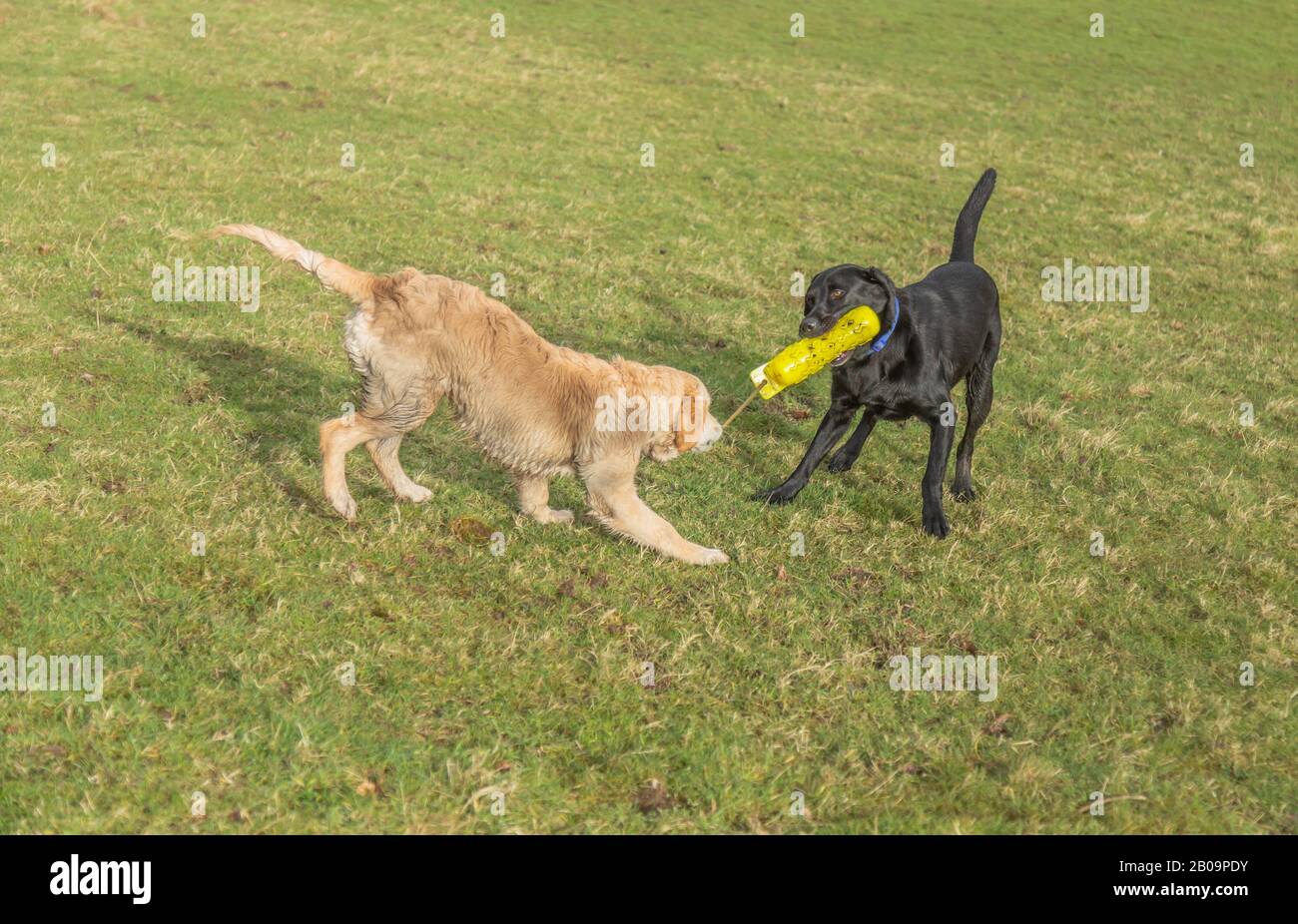 Golden Retriever Labrador Dogs Playing High Resolution Stock ...