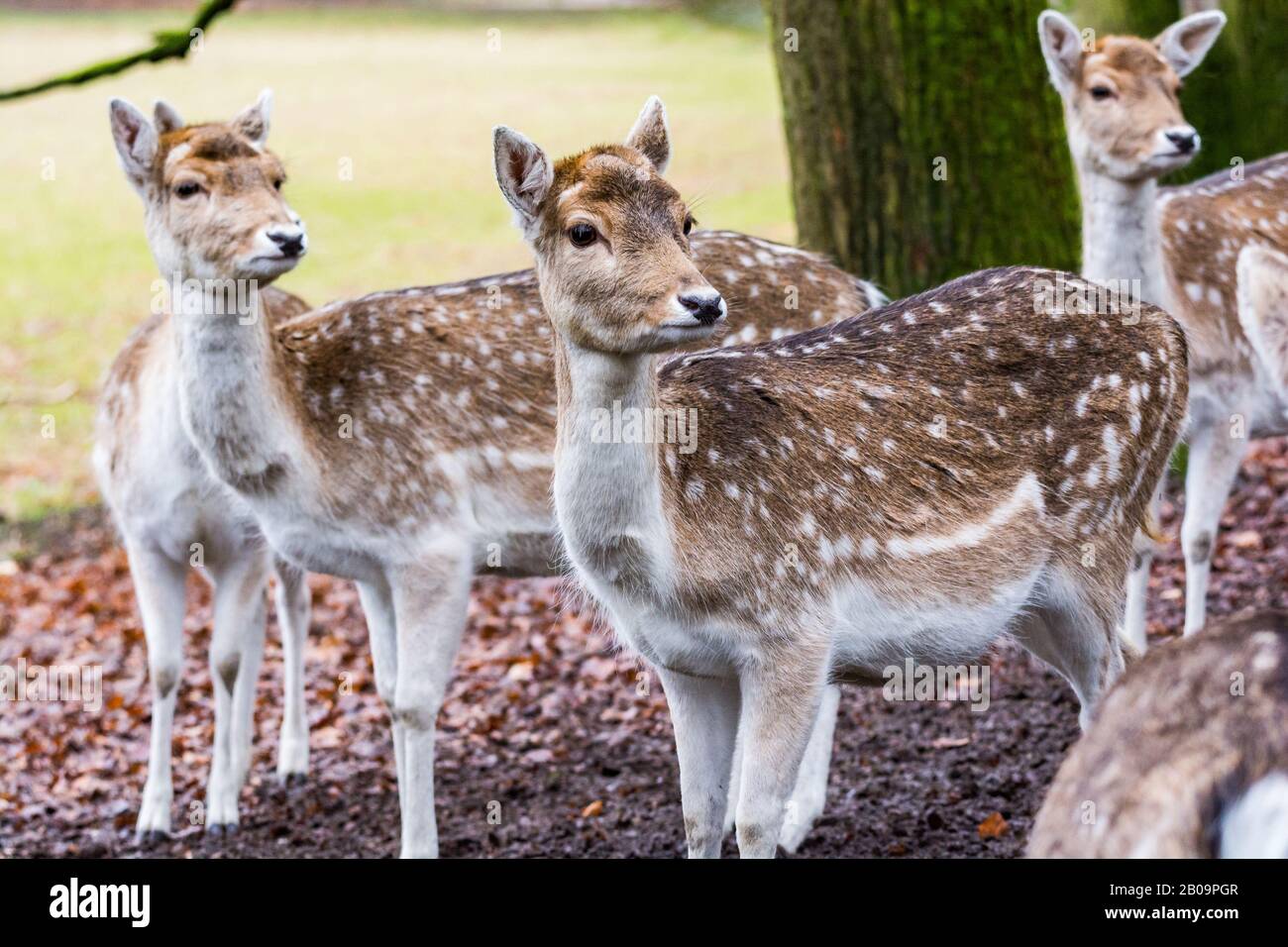 Wildlife of the netherlands hi-res stock photography and images - Alamy