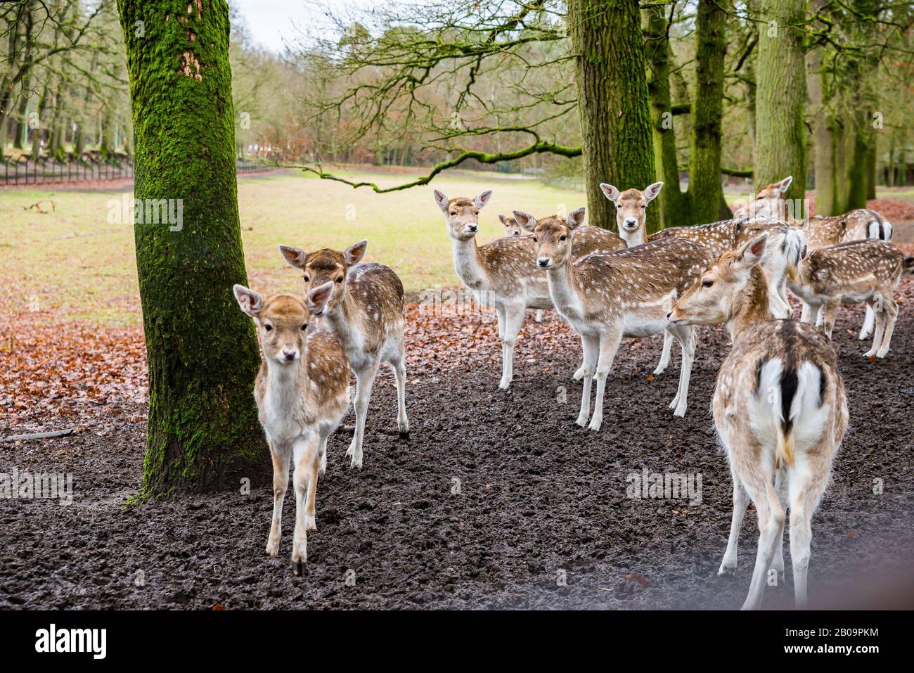 Fawns in reservation in forest in Zeist, Netherlands Stock Photo - Alamy