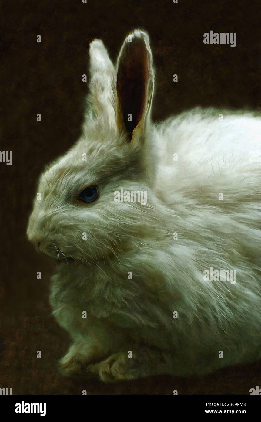 Genus lepus hi-res stock photography and images - Alamy