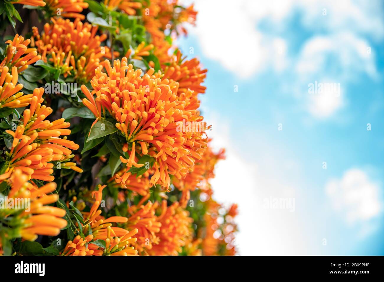orange climber. detail of orange flower with green leaves Stock Photo ...