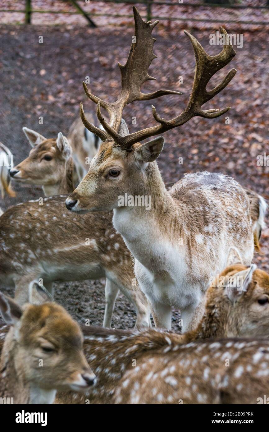 Fawns in reservation in forest in Zeist, Netherlands Stock Photo - Alamy