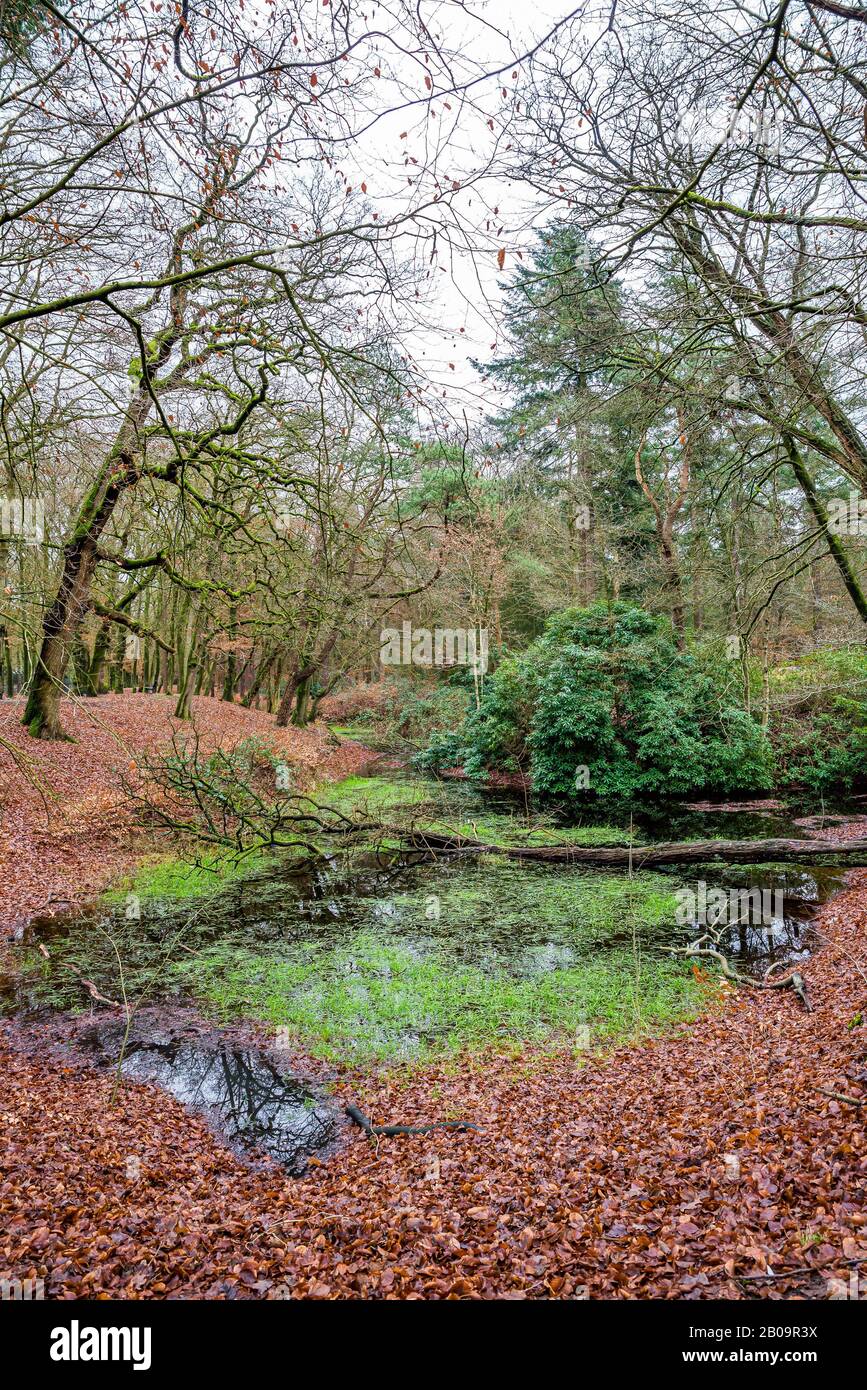 Nature park Zeisterbos around Hertenkamp in Zeist, Netherlands Stock ...