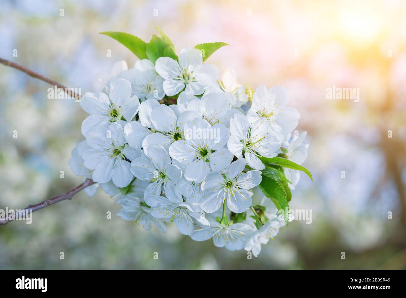 Flowering branch of fruit tree Stock Photo - Alamy