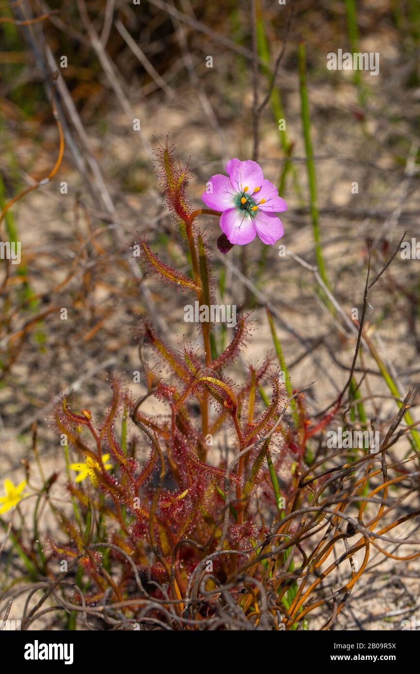 Flowering Sundew (Drosera cistiflora) in natural habitat on Gifberg in ...