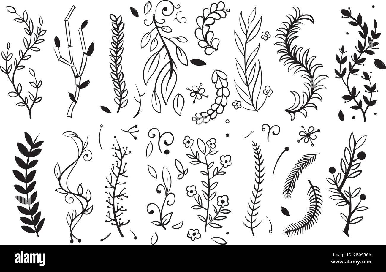 Hand drawn tree wood branches, boughs with leaves and spikes vector ...