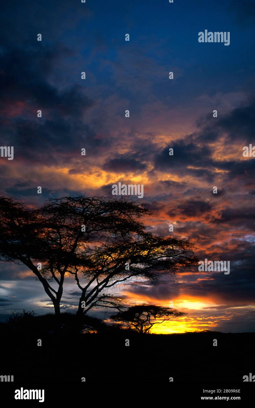 TANZANIA, OLDUVAI GORGE, SUNSET, ACACIA TREES Stock Photo - Alamy
