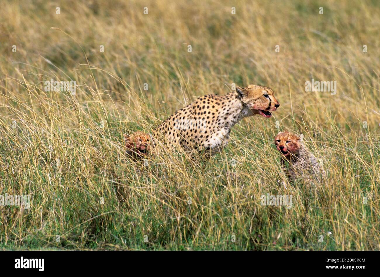 TANZANIA, NGORONGORO CRATER, CHEETAH WITH CUBS Stock Photo - Alamy