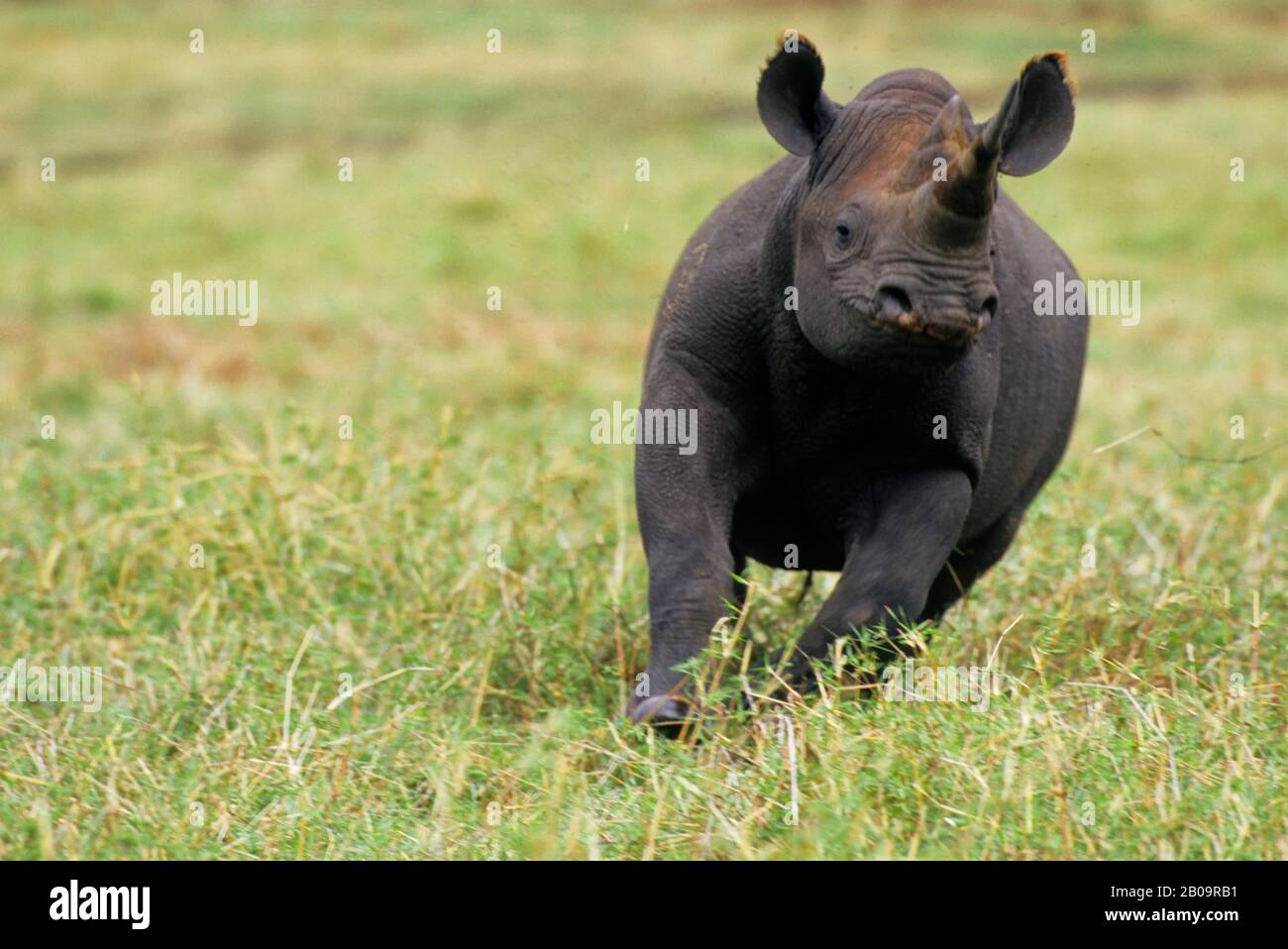 Black rhinoceros running hi-res stock photography and images - Alamy