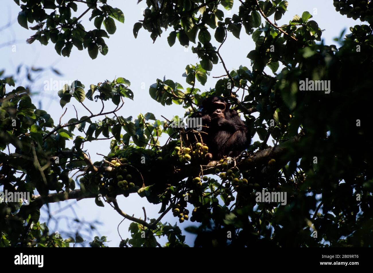 UGANDA, NEAR FORT PORTAL, KIBALE NATIONAL PARK, FIG TREE, CHIMPANZEE ...