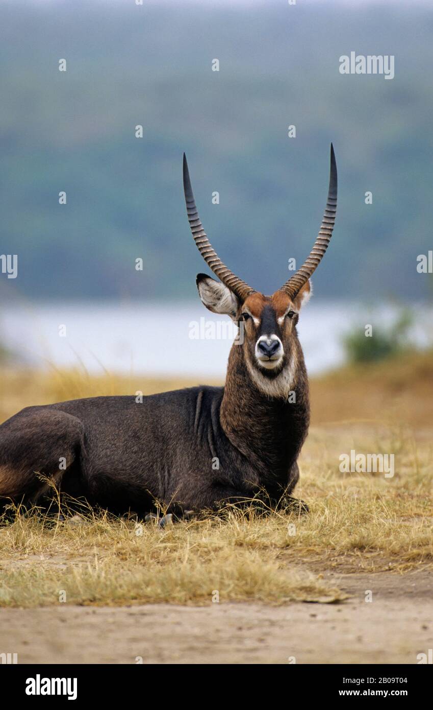 UGANDA, QUEEN ELIZABETH NATIONAL PARK, WATER BUCK, MALE Stock Photo - Alamy