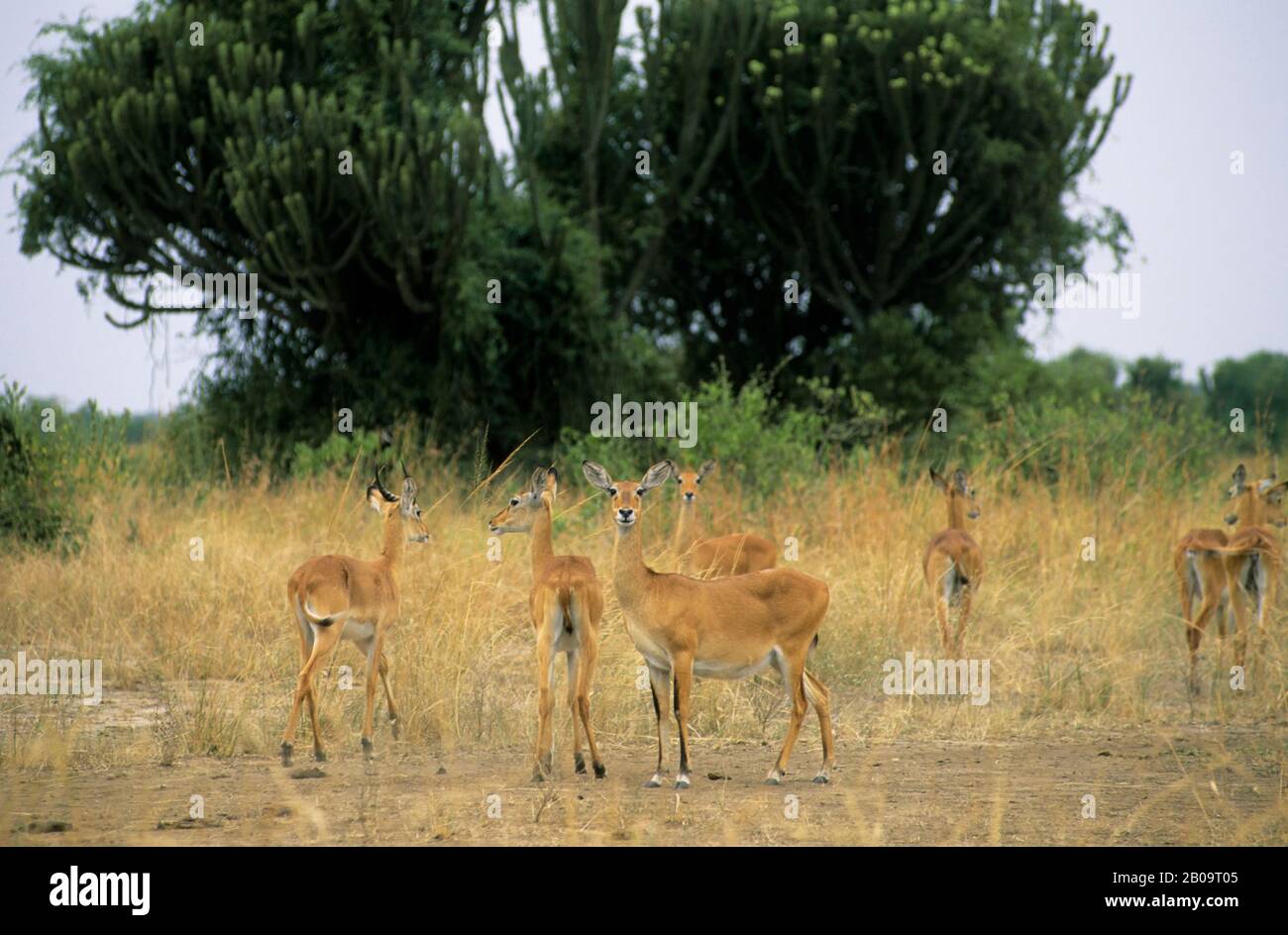 UGANDA, QUEEN ELIZABETH NATIONAL PARK, UGANDA KOB (ANTELOPE Stock Photo ...