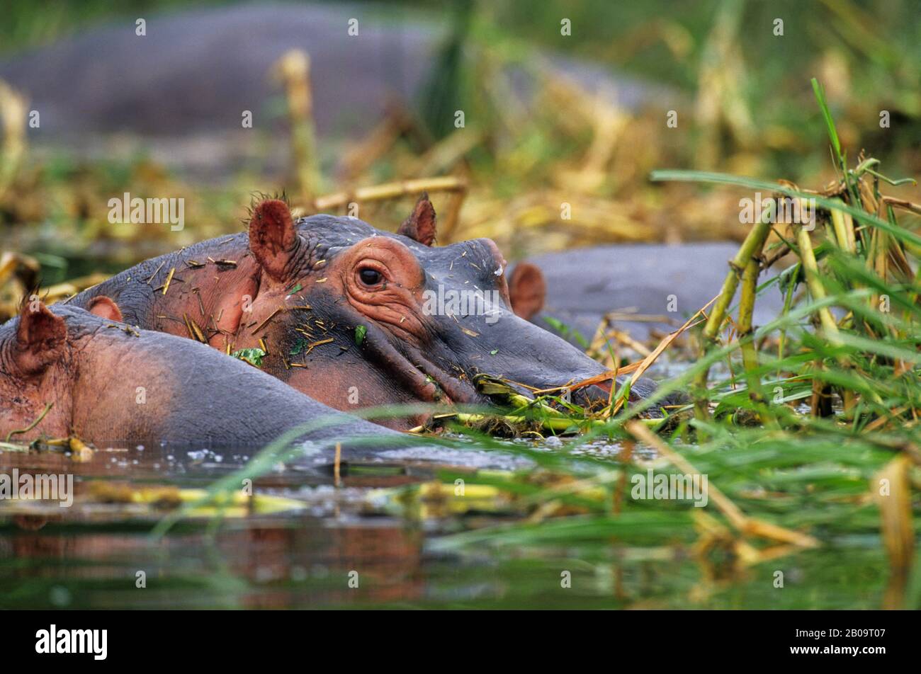 In water at queen elizabeth national park hi-res stock photography and ...