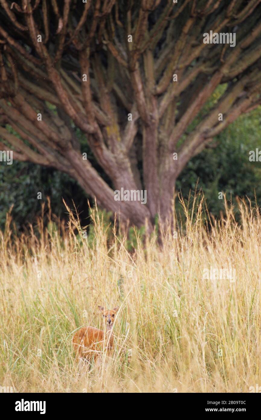 UGANDA, QUEEN ELIZABETH NATIONAL PARK, BUSHBUCK Stock Photo - Alamy