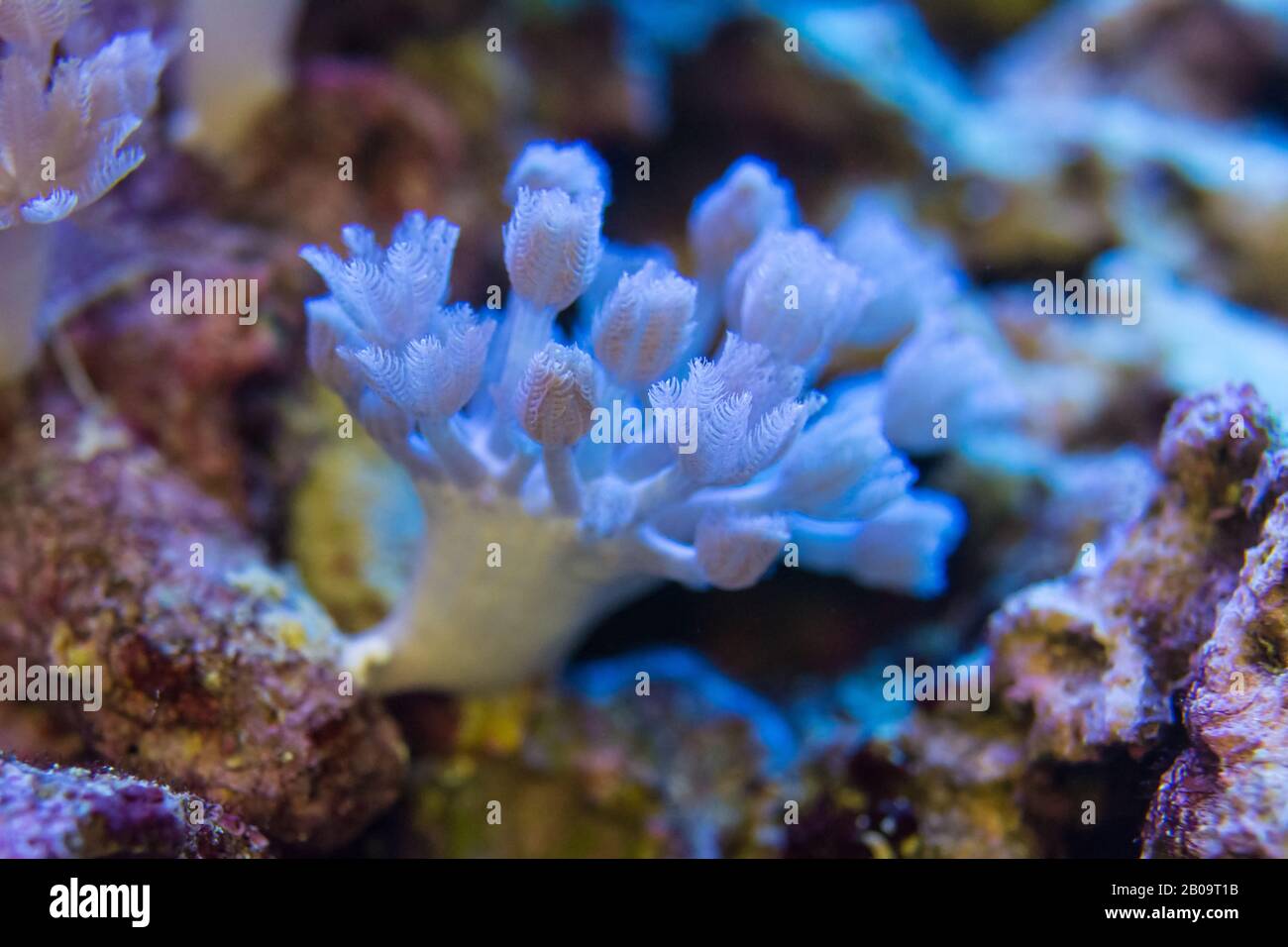 Living corals are very close Stock Photo - Alamy