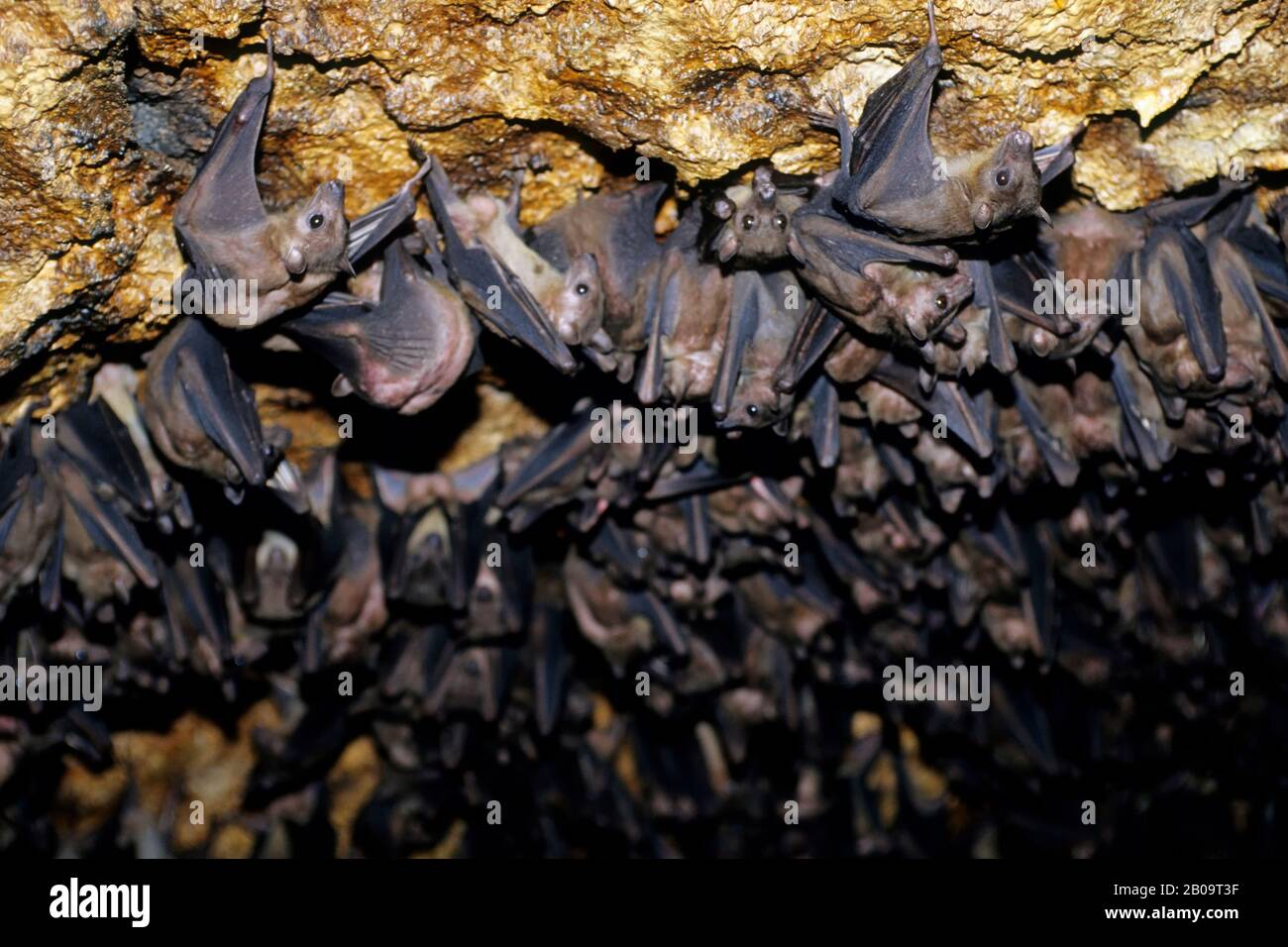 Bat Cave National Park at Darrell Coria blog