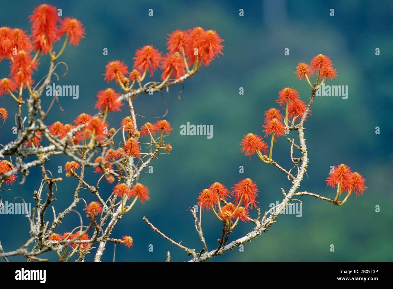 UGANDA, BWINDI, FLAME TREE, ERYTHRINA ABYSSINICA Stock Photo - Alamy