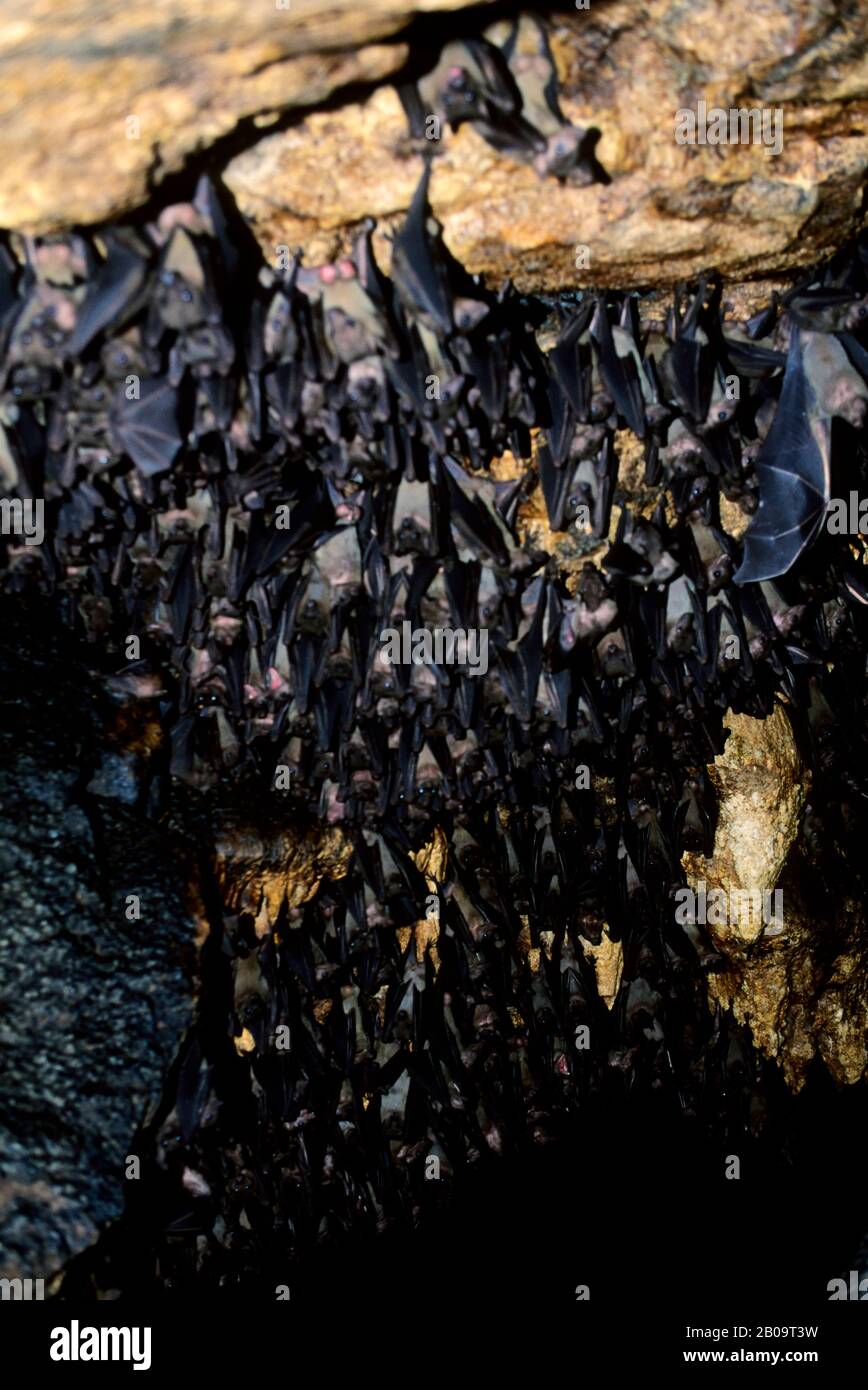 UGANDA, QUEEN ELIZABETH NATIONAL PARK, BAT CAVE, BATS HANGING FROM ...