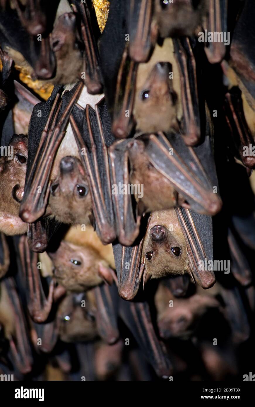 UGANDA, QUEEN ELIZABETH NATIONAL PARK, BAT CAVE, BATS HANGING FROM ...