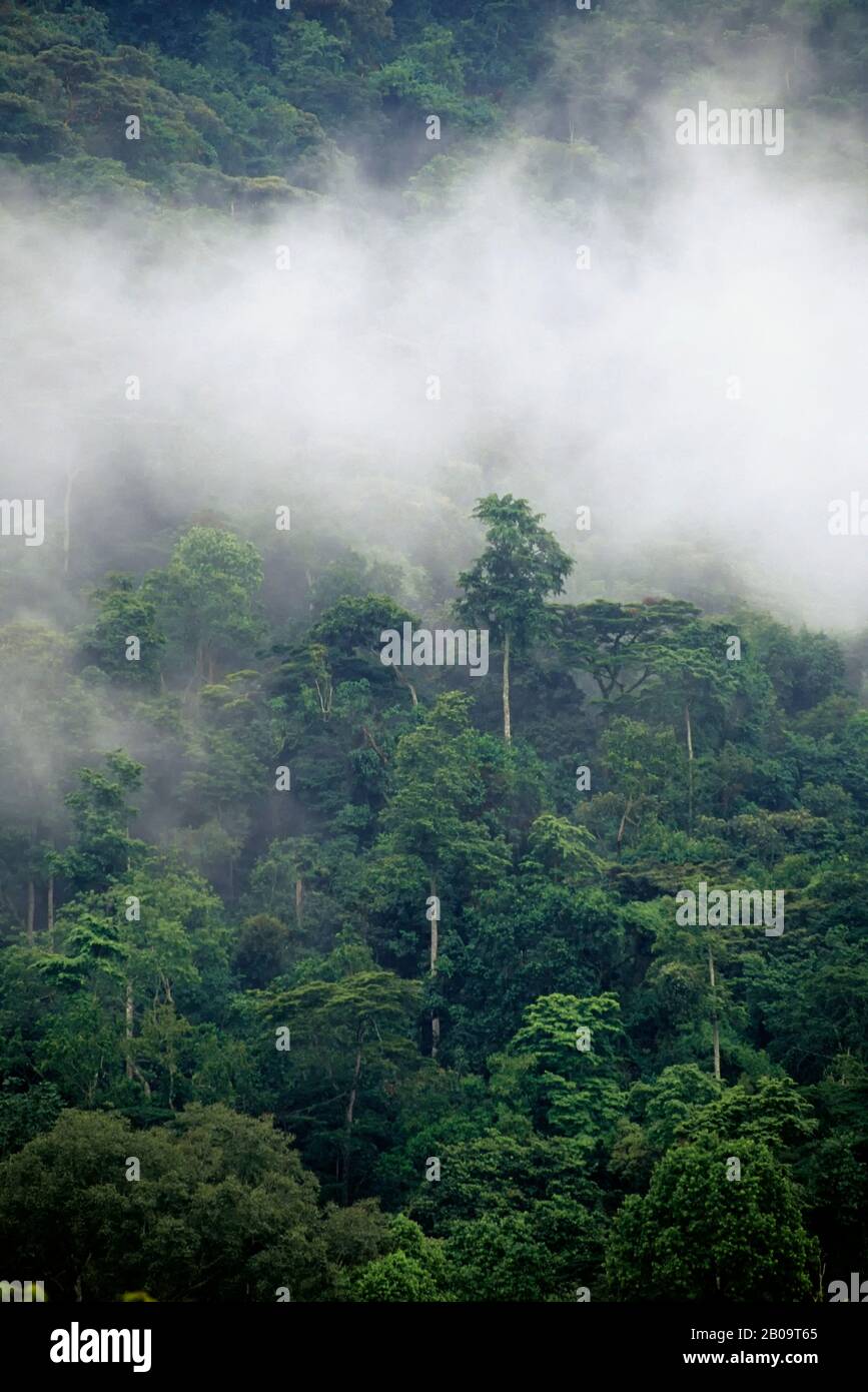 Rainforest after rainfall hi-res stock photography and images - Alamy