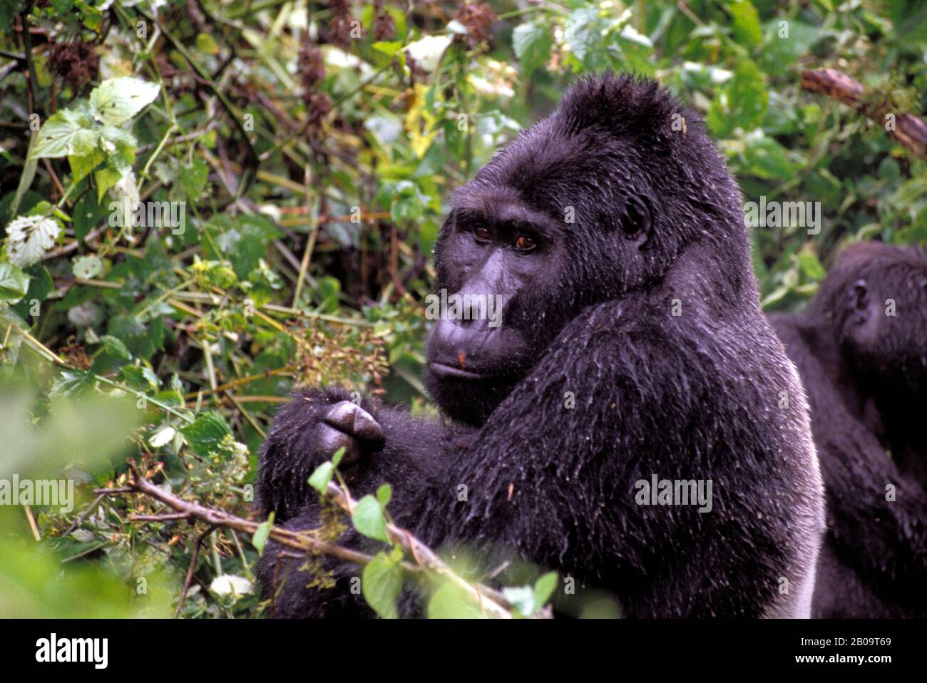 Silverback sitting hi-res stock photography and images - Alamy