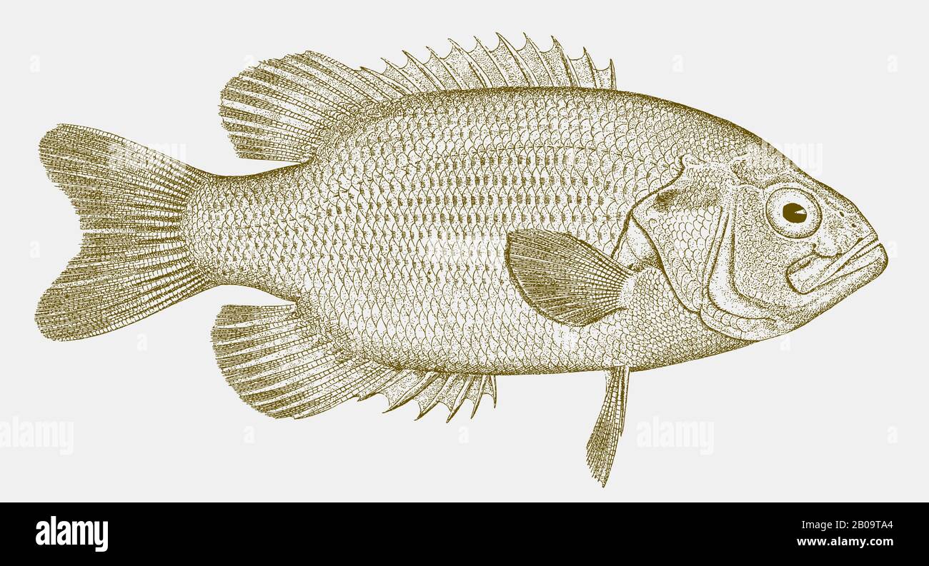 Rock bass ambloplites rupestris, a freshwater fish fom north america in ...
