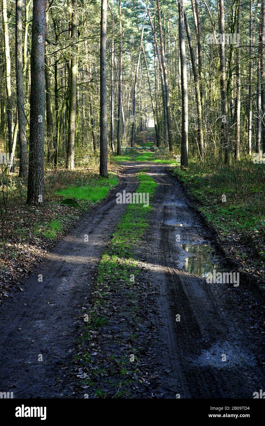 wet road in the forest Stock Photo - Alamy