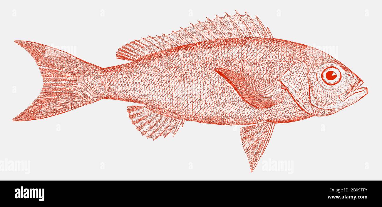 Vermilion snapper or beeliner, rhomboplites aurorubens, a fish from the ...