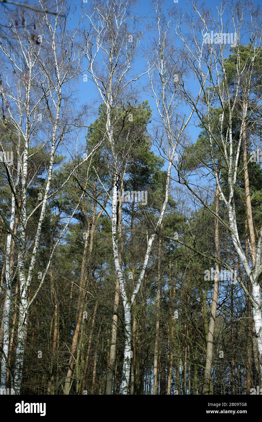White forest landscape hi-res stock photography and images - Alamy