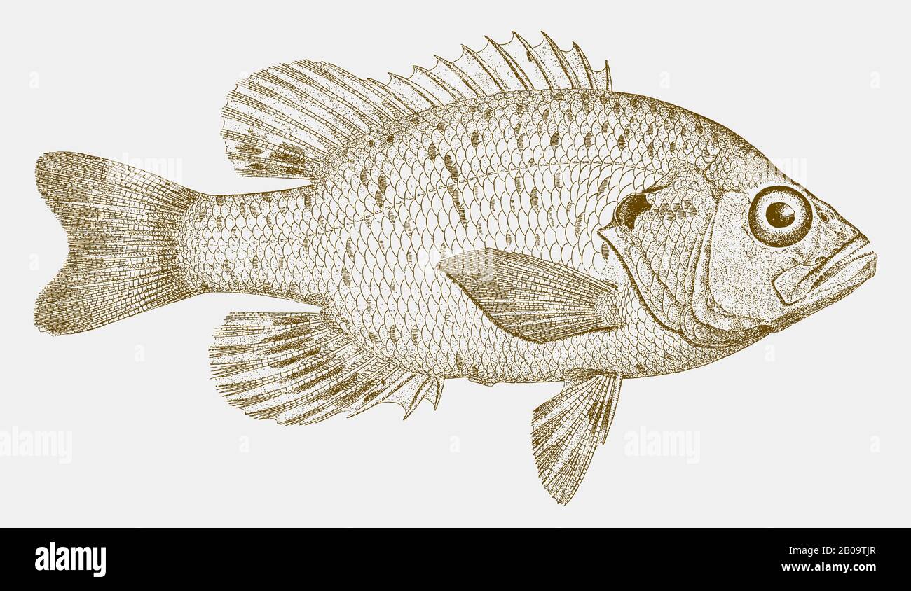 Warmouth Fish Male And Female