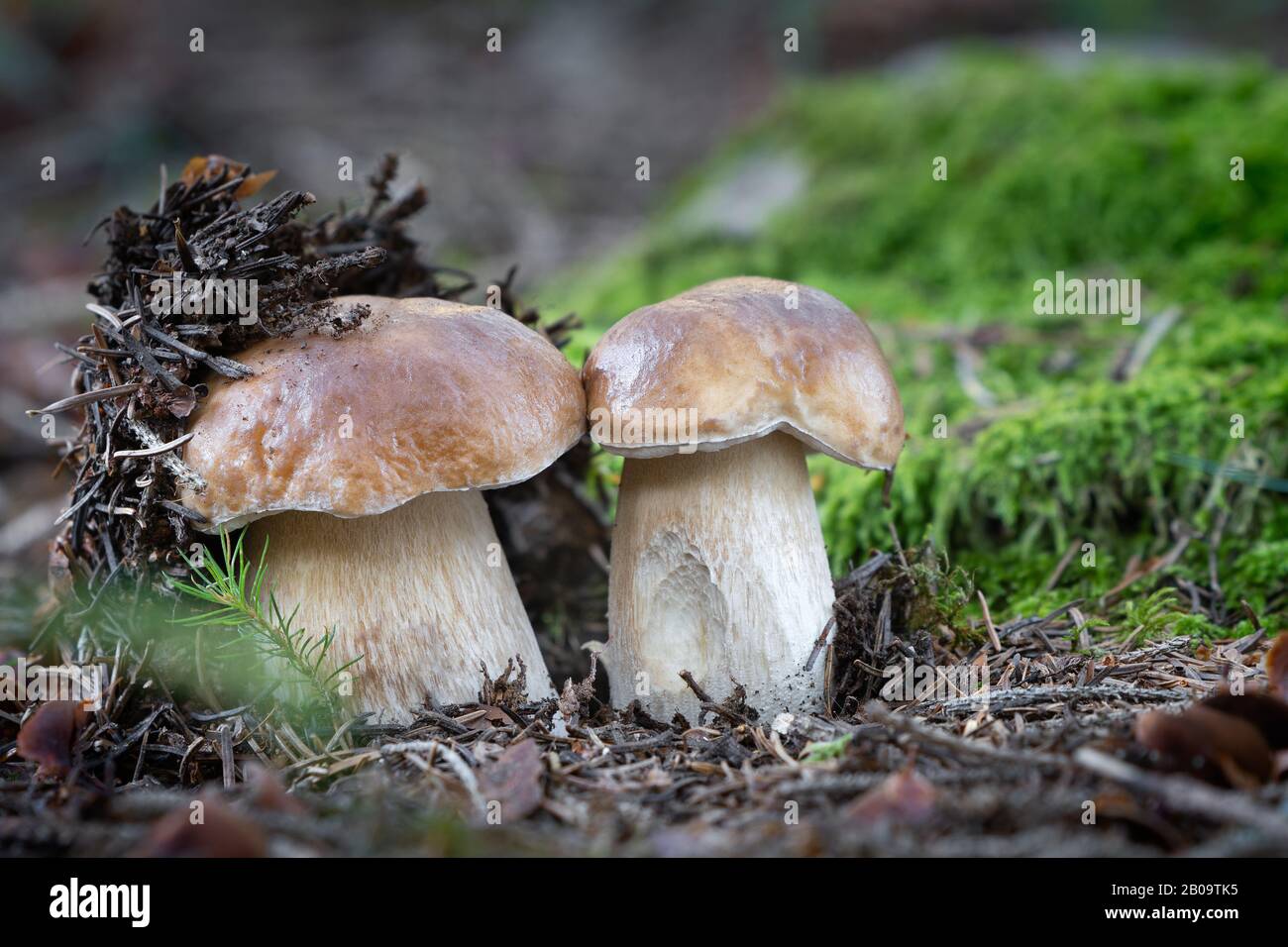 Edible mushroom boletus edulis from central Europe forests Stock Photo ...