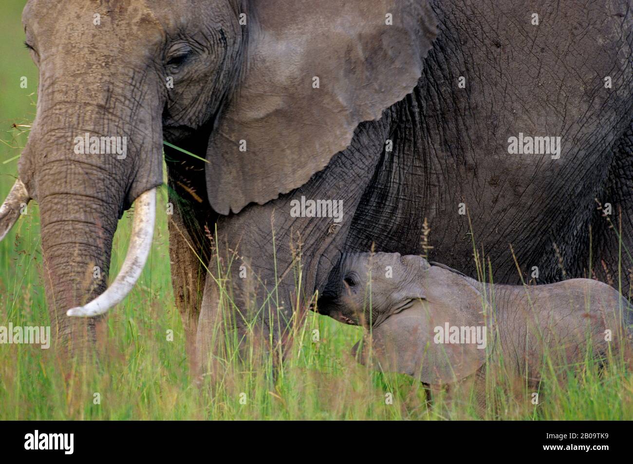 KENYA, MASAI MARA, GRASSLAND, ELEPHANTS, BABY NURSING Stock Photo - Alamy