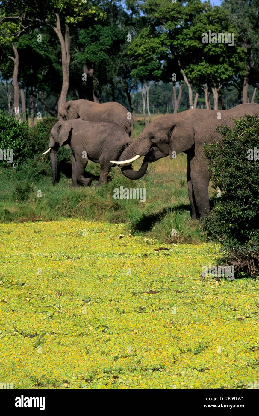 KENYA, MASAI MARA, ELEPHANTS DRINKING, POND COVERED WITH WATER CABBAGE ...