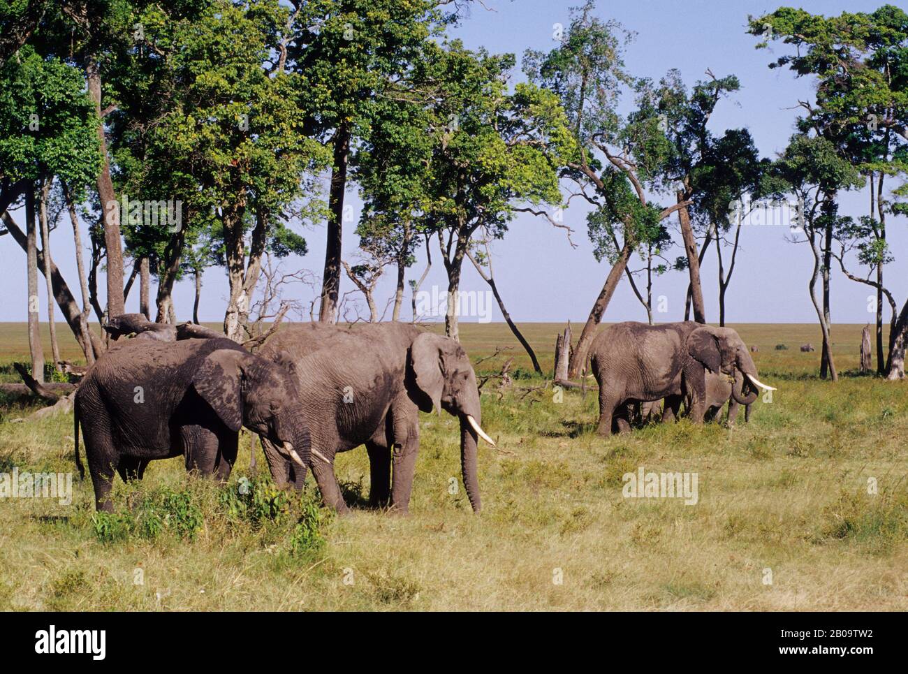 KENYA, MASAI MARA, ELEPHANTS Stock Photo - Alamy