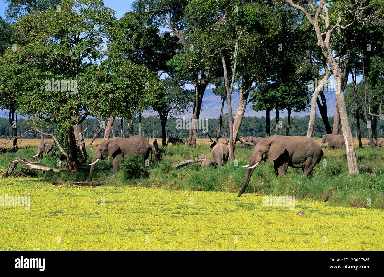 KENYA, MASAI MARA, ELEPHANTS DRINKING, POND COVERED WITH WATER CABBAGE ...