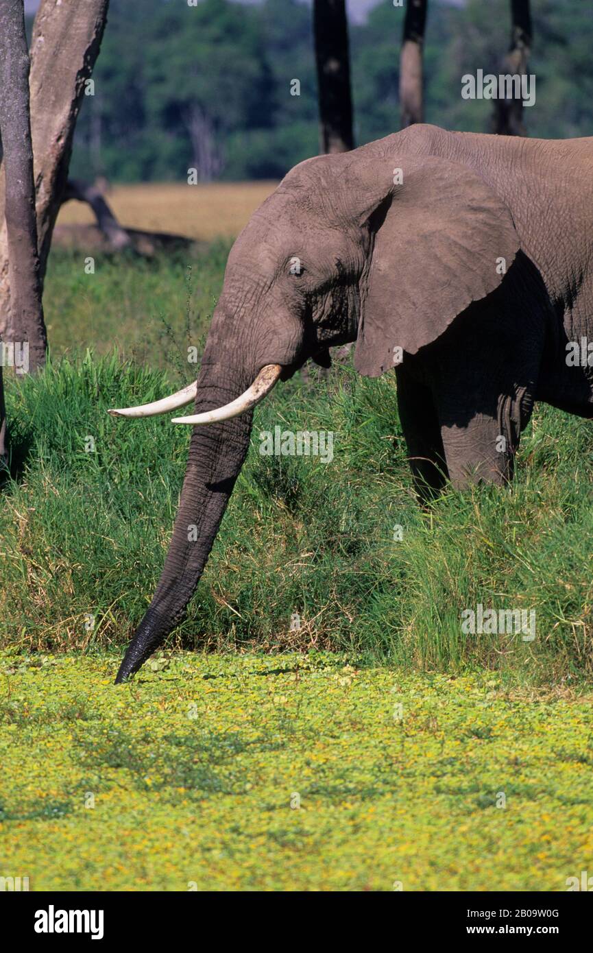 KENYA, MASAI MARA, ELEPHANT DRINKING, POND COVERED WITH WATER CABBAGE ...