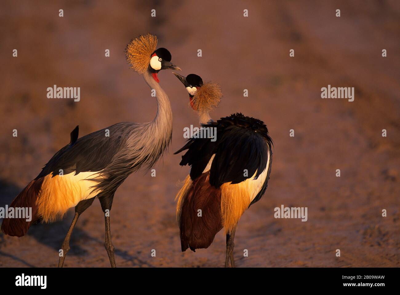 Africa crown hi-res stock photography and images - Alamy