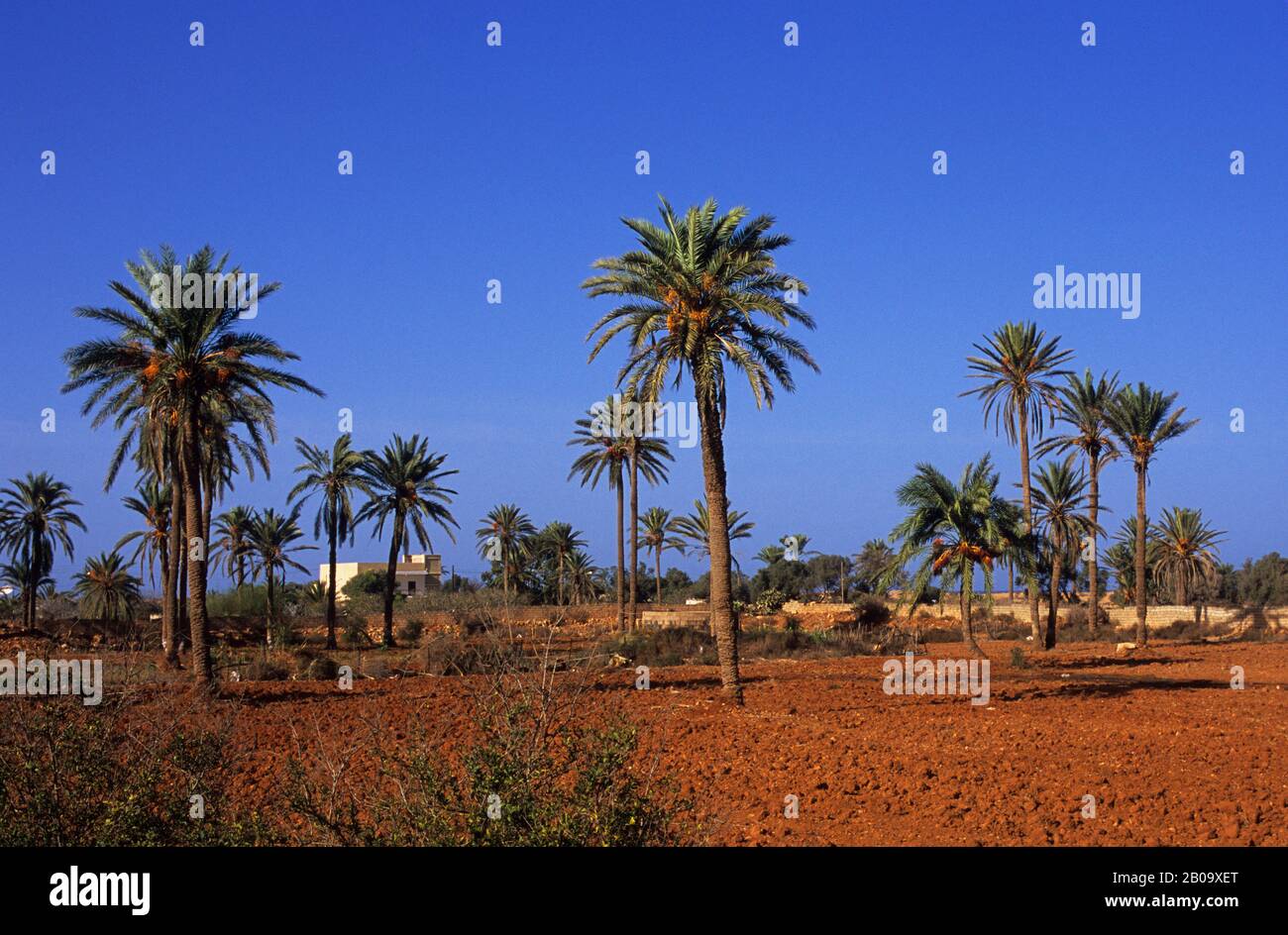 Dates libyan hi-res stock photography and images - Alamy