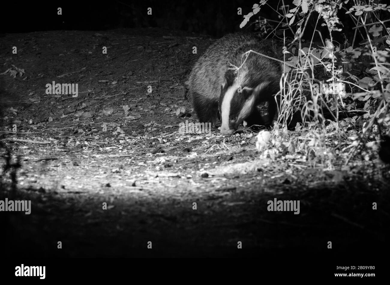 Badger Night High Resolution Stock Photography and Images - Alamy