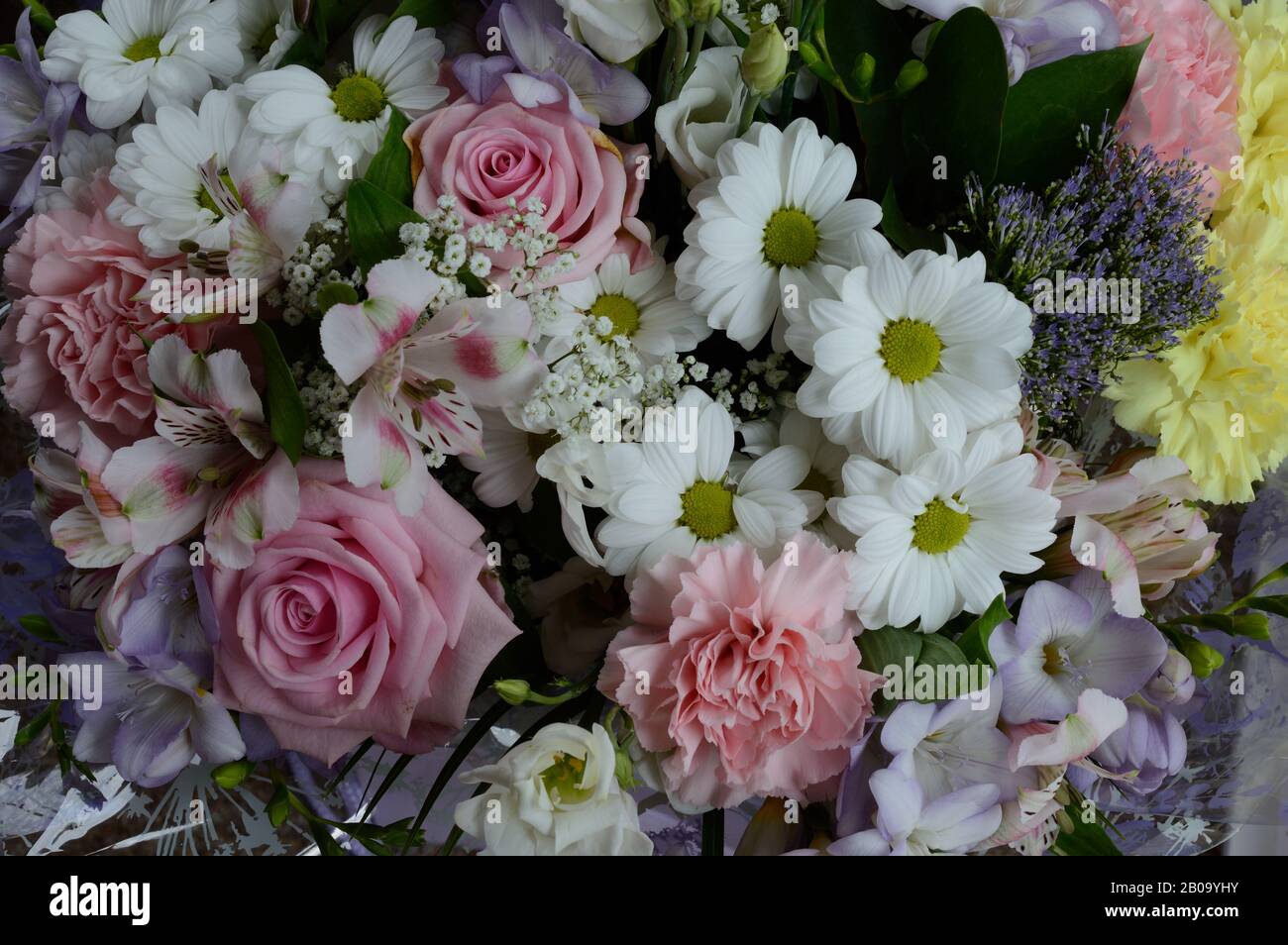 Bunch of daises hi-res stock photography and images - Alamy