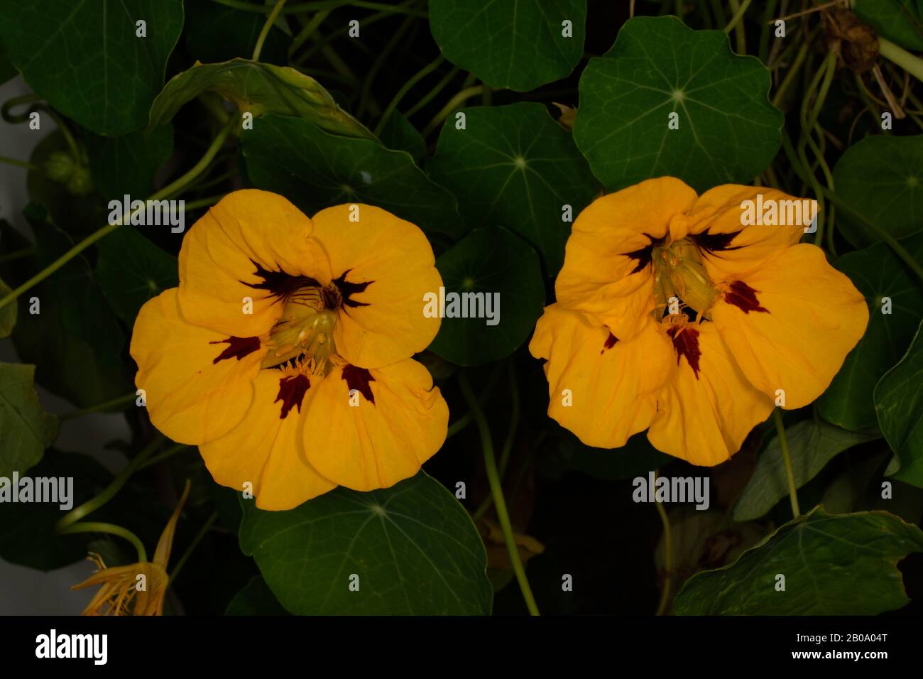 Nasturtiums. Name Peach Melba. Close up of Two yellow flowers with ...
