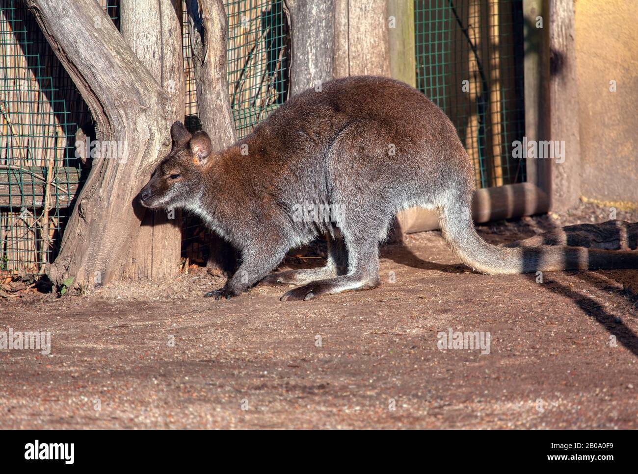 The antilopine kangaroo is a species of macropod found in northern ...