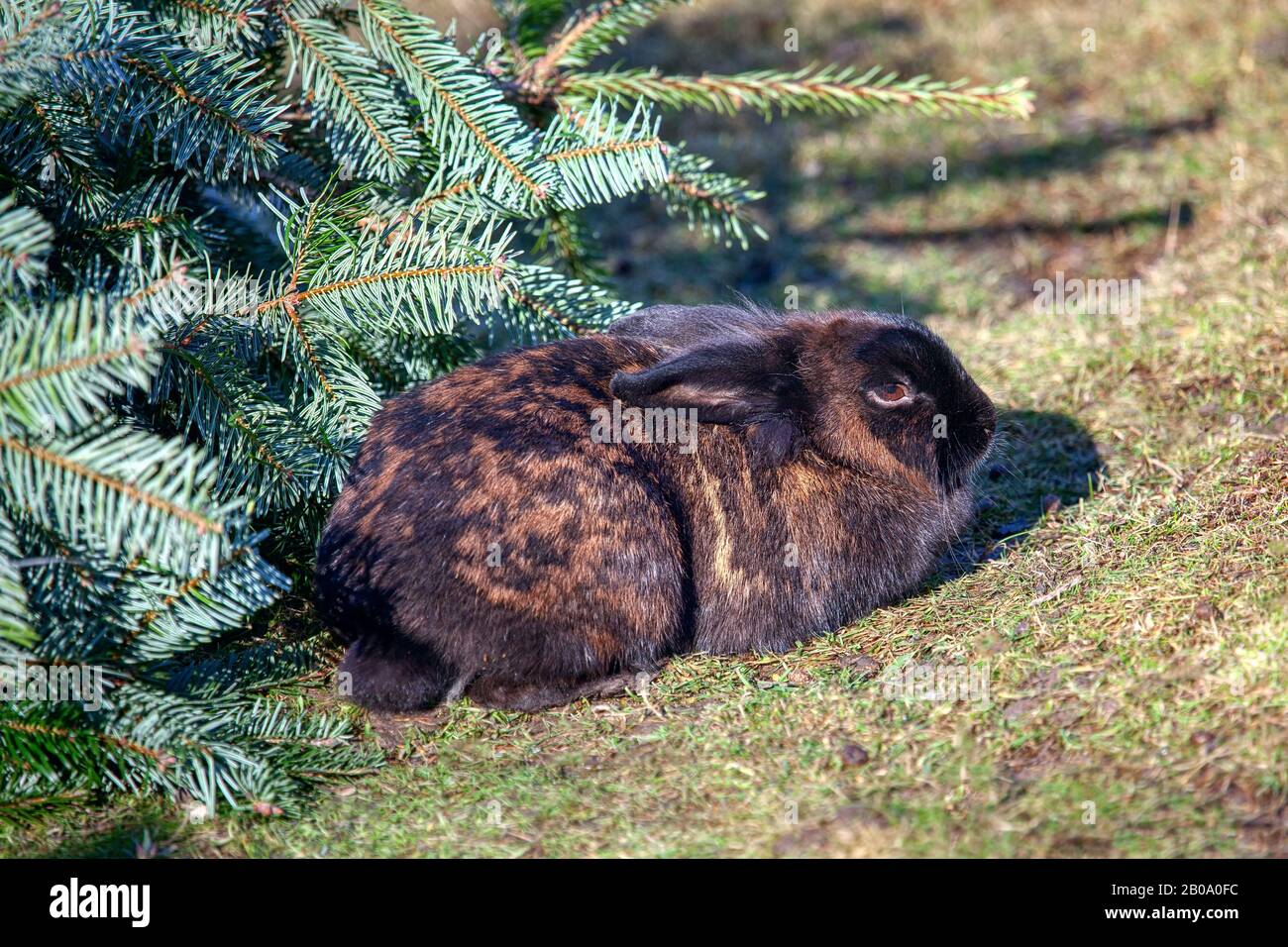 Rabbit under tree hi-res stock photography and images - Alamy
