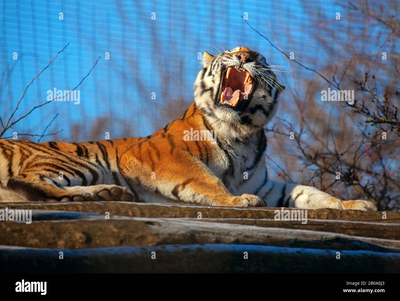 photo of young roaring tiger Stock Photo - Alamy