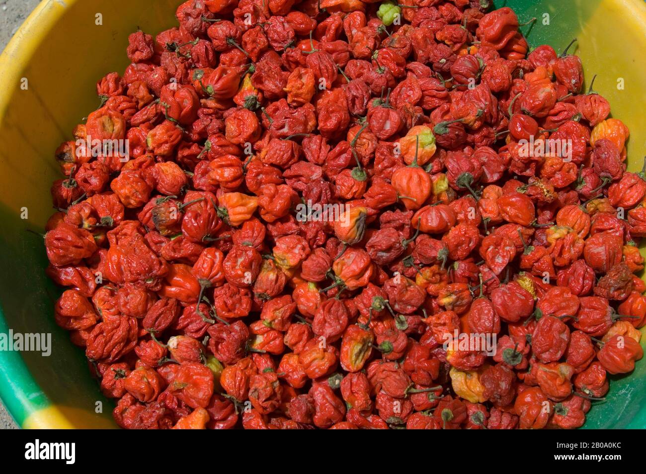 Sahara Desert Fruits