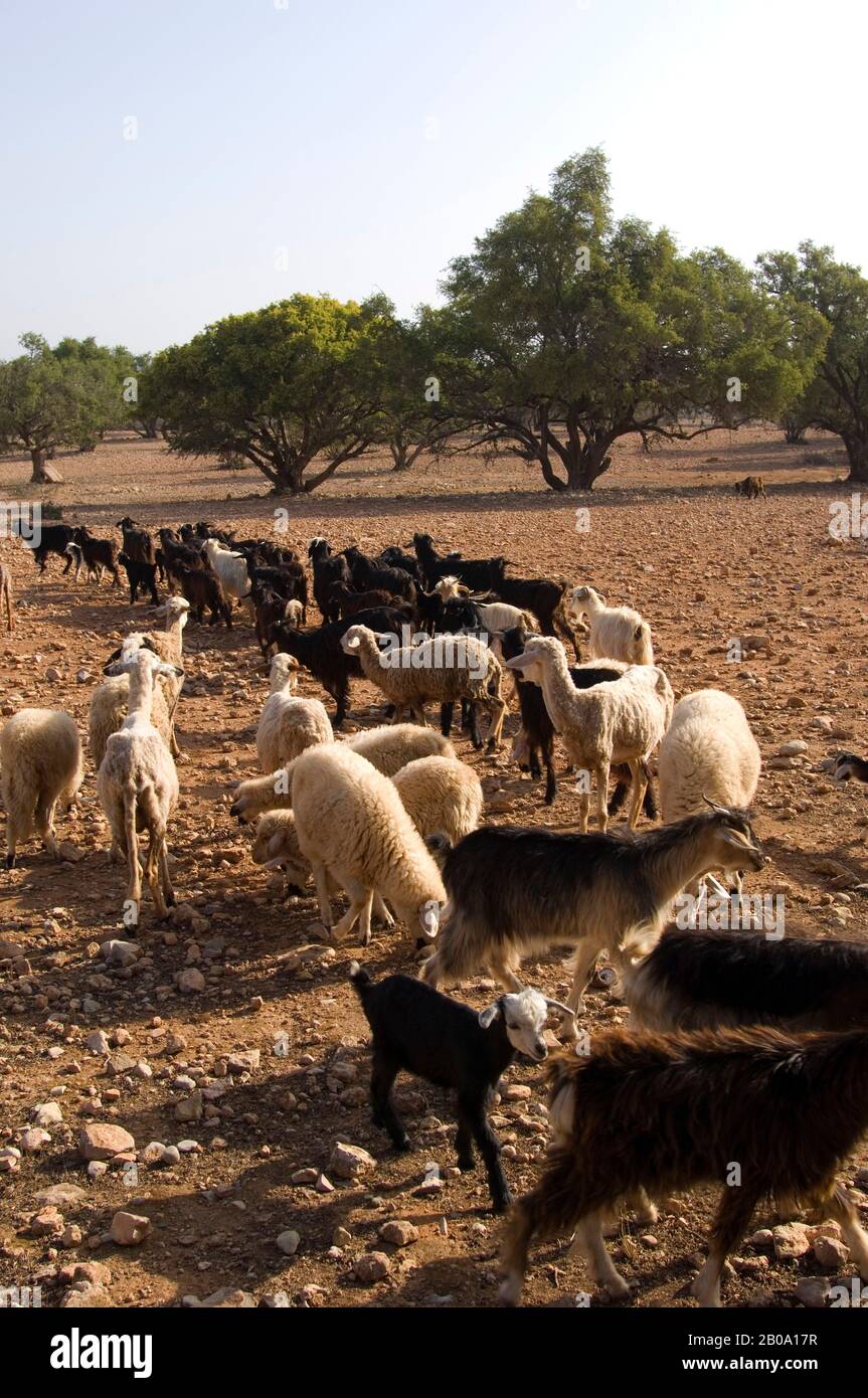 MOROCCO, NEAR AGADIR, GOATS AND ARGAN TREES Stock Photo - Alamy